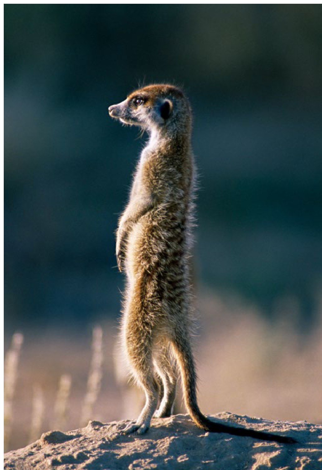The five poisonous meerkats, the cruel heart under the cute appearance ...
