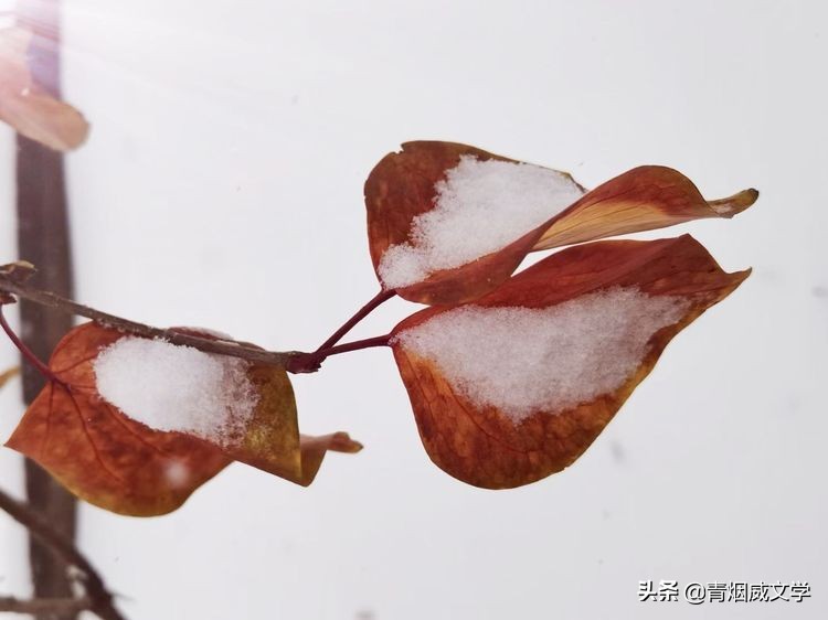 Meng Dong is so cold, there is no Fanghua in the North (12 poems) - iNEWS