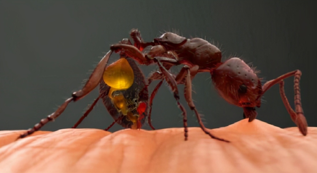 How terrible are the red fire ants?Experts warn you to run away when ...