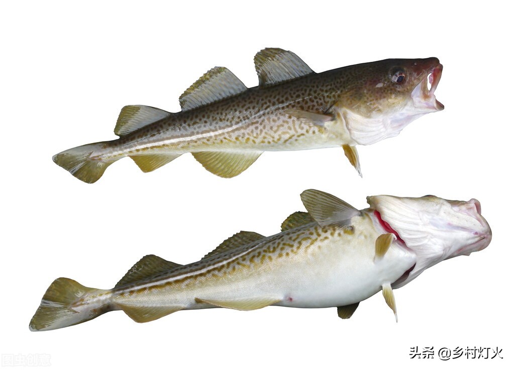 Why do all the cod sold in the market have no heads?Is there any secret ...