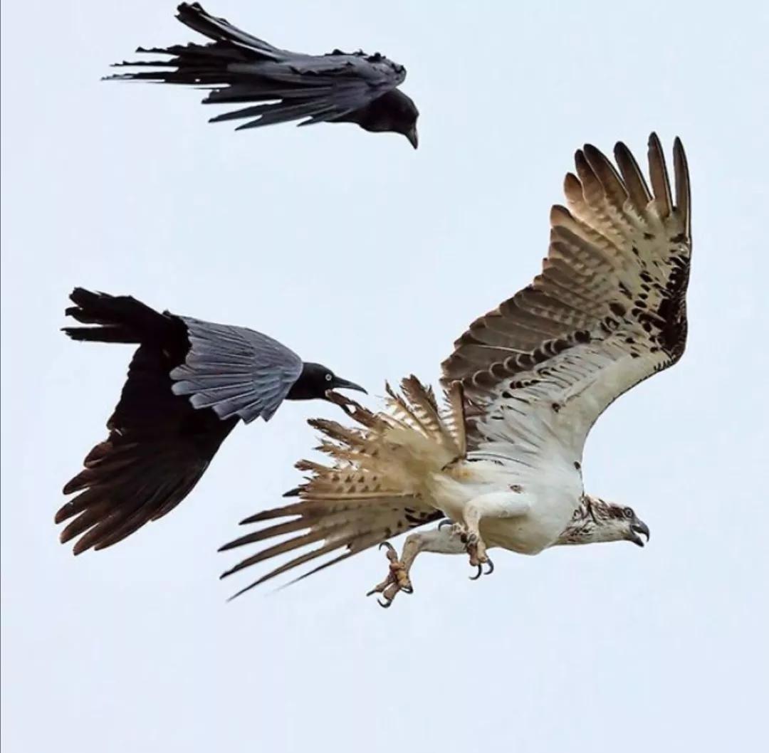 Is it possible for the snake to defeat the eagle?The crow provokes the ...