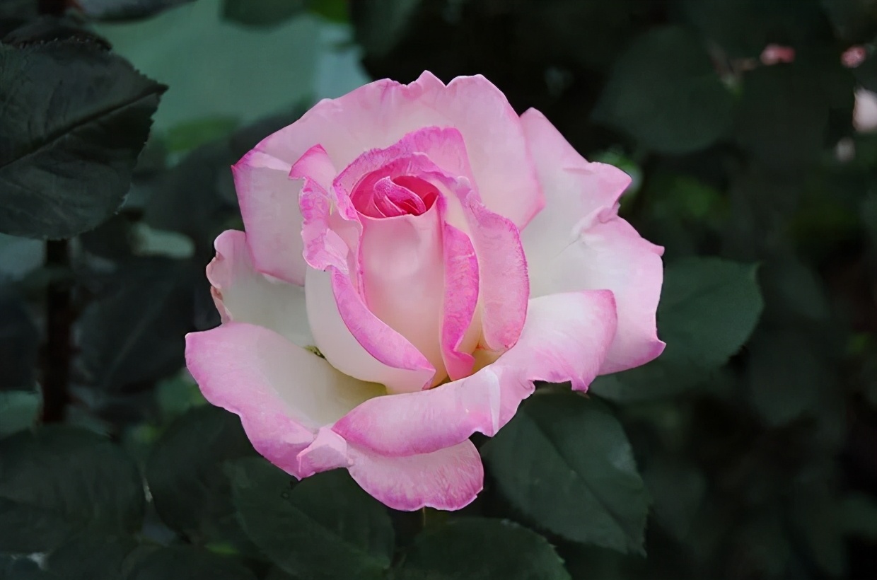 These 5 "princess" roses are too immortal, the flowers bloom and have a ...