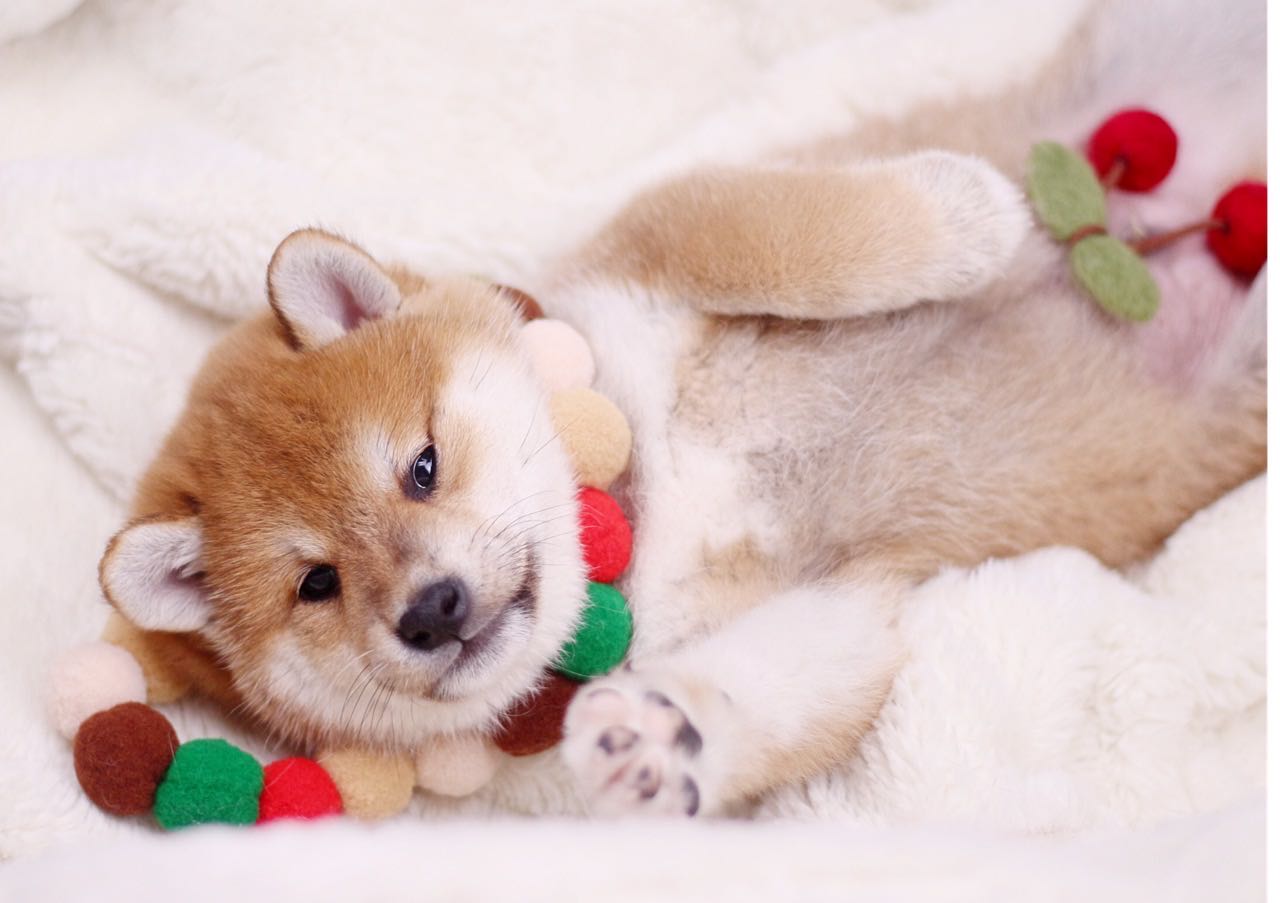 Why is Shiba Inu always not getting fat?How to make Shiba Inu fat? - iNEWS
