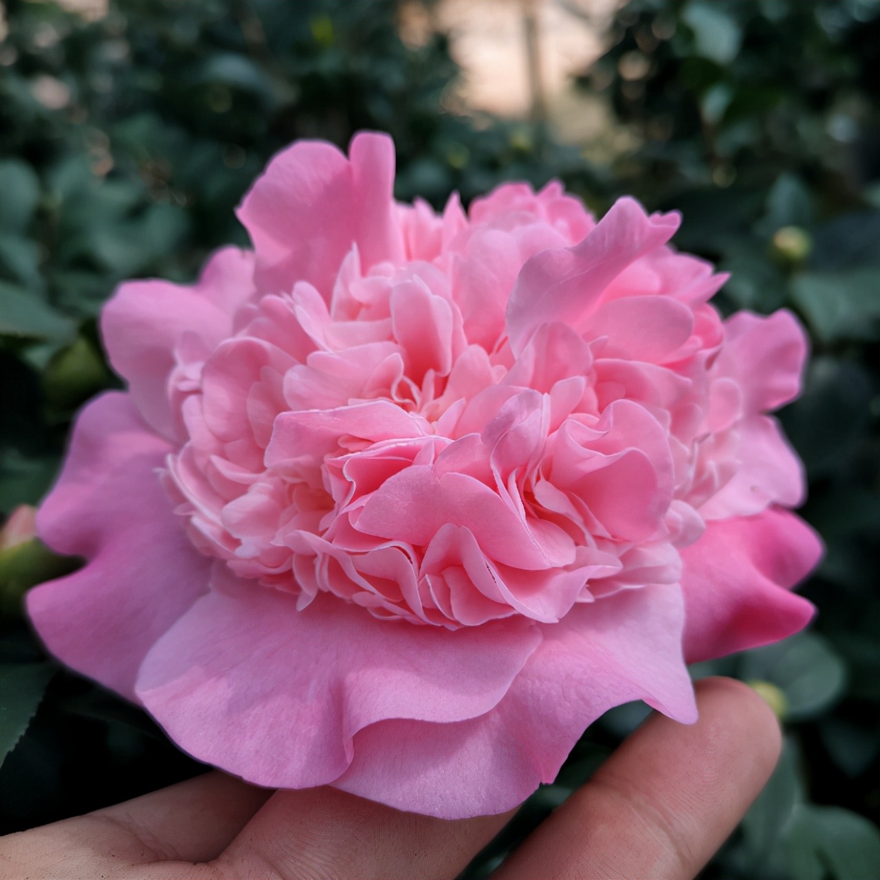 It is the "fragrant princess" in the flower industry, and it can be ...