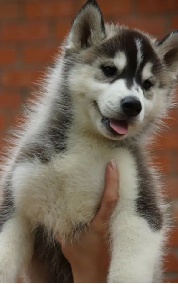 Russian famous dog Siberian Husky, various interesting facts about Erha ...