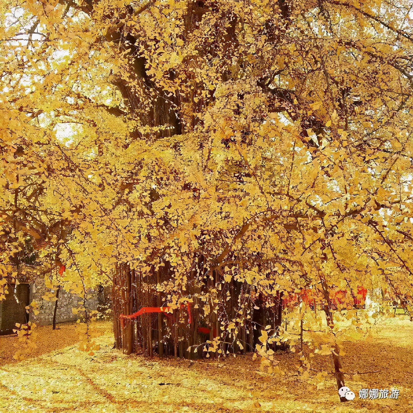 A ginkgo tree in Xi'an, beautiful for 1400 years - iNEWS