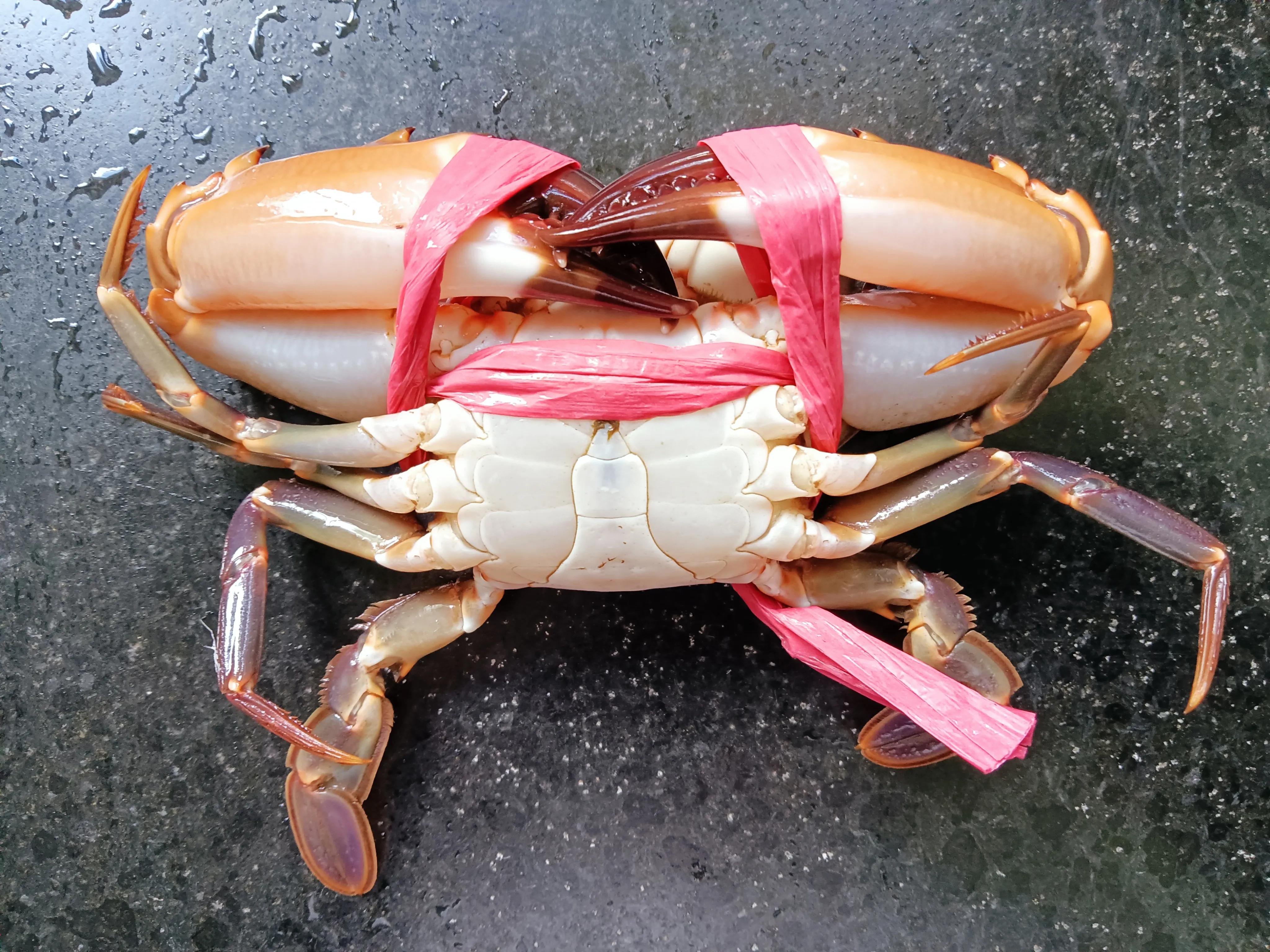 Braised stone crab with iron sticks and yam vermicelli, a nutritious ...