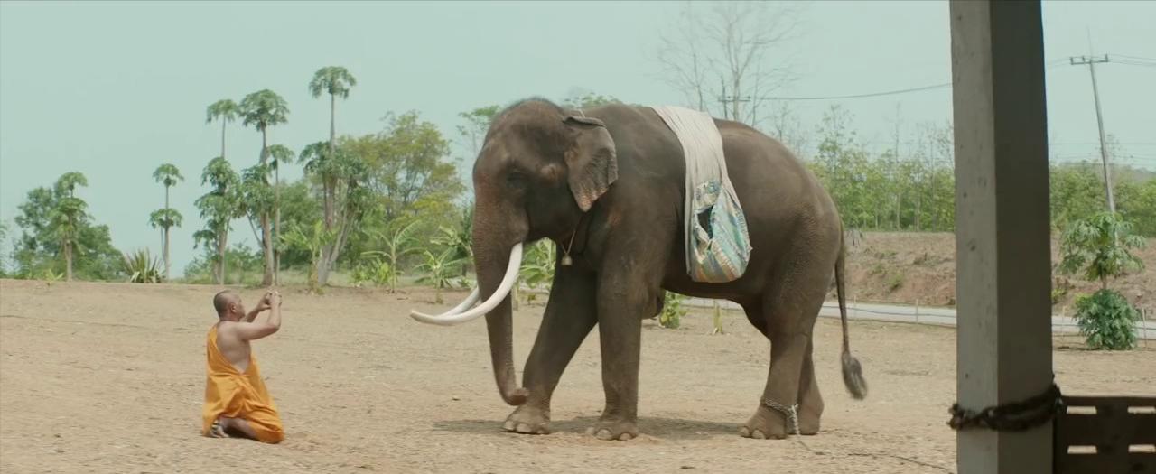 One road, one person and one elephant, "Dear Big Elephant" is saying ...