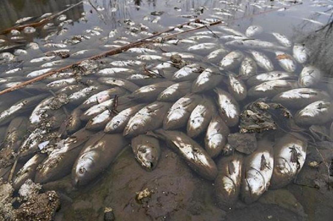 How horrible is hippo droppings?Thousands of fish were suffocated alive ...