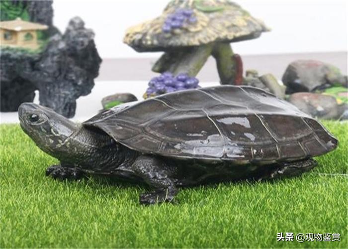 What kind of tortoise is a black tortoise? Although the species is ...