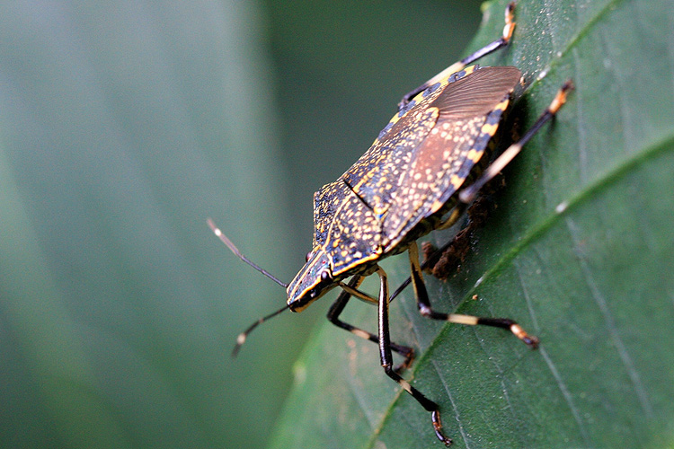 A farting bug can nourish the kidney-yang and drive away the cold in ...