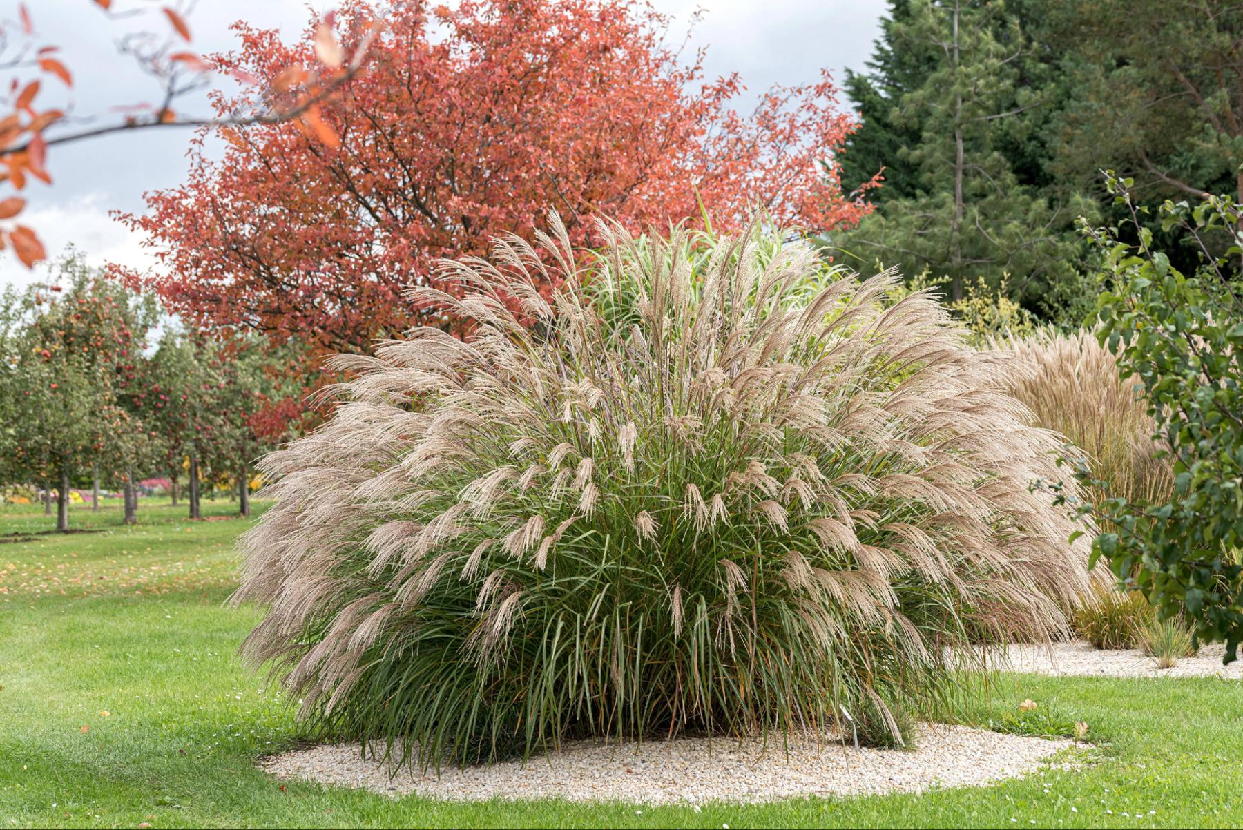 Chinese reed: a plant that is easy to care for and has an eye-catching ...