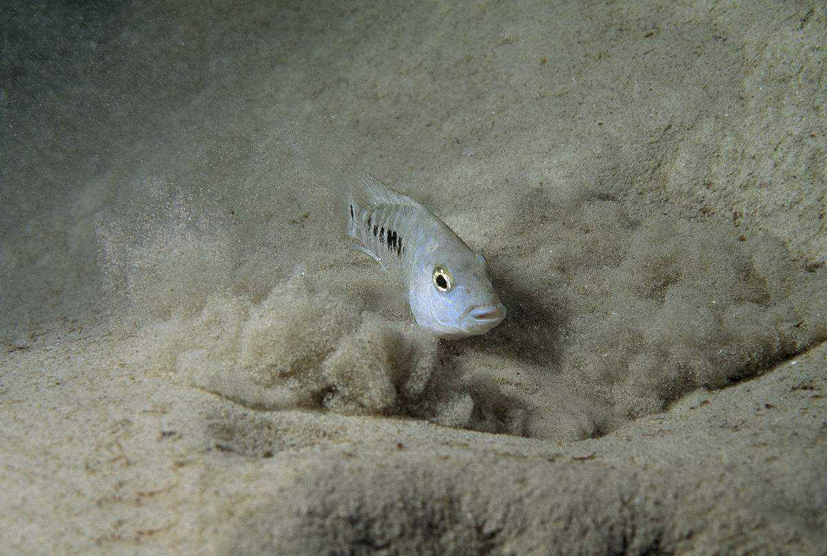 Isolated for 50,000 years, there are only 38 desert fishes left. Why ...