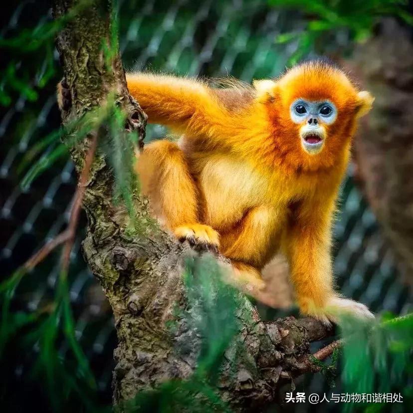 Which is the more popular golden monkey or Tibetan chief monkey? - iNEWS