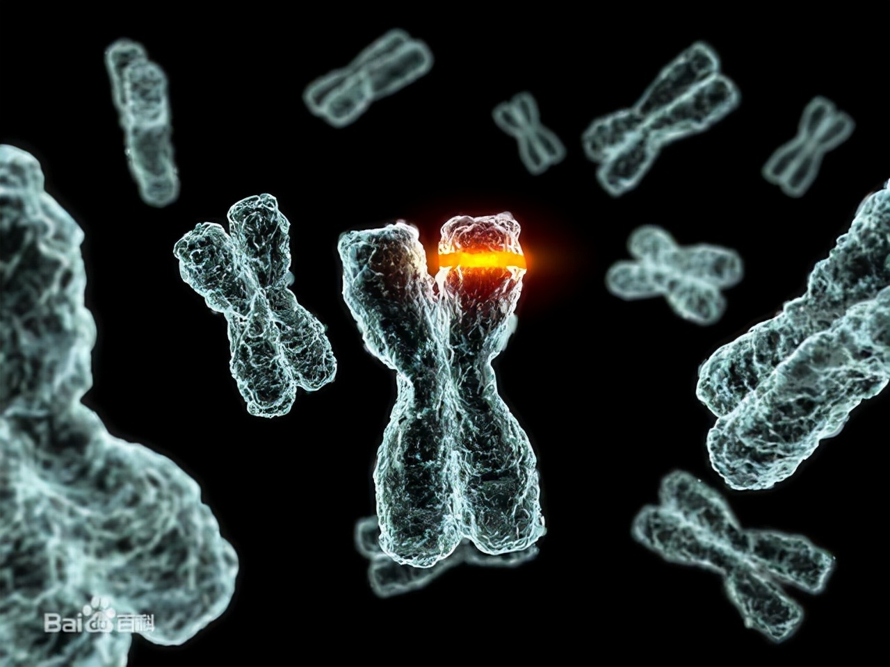 The male chromosome is XY, and the female is XX. What would a person ...