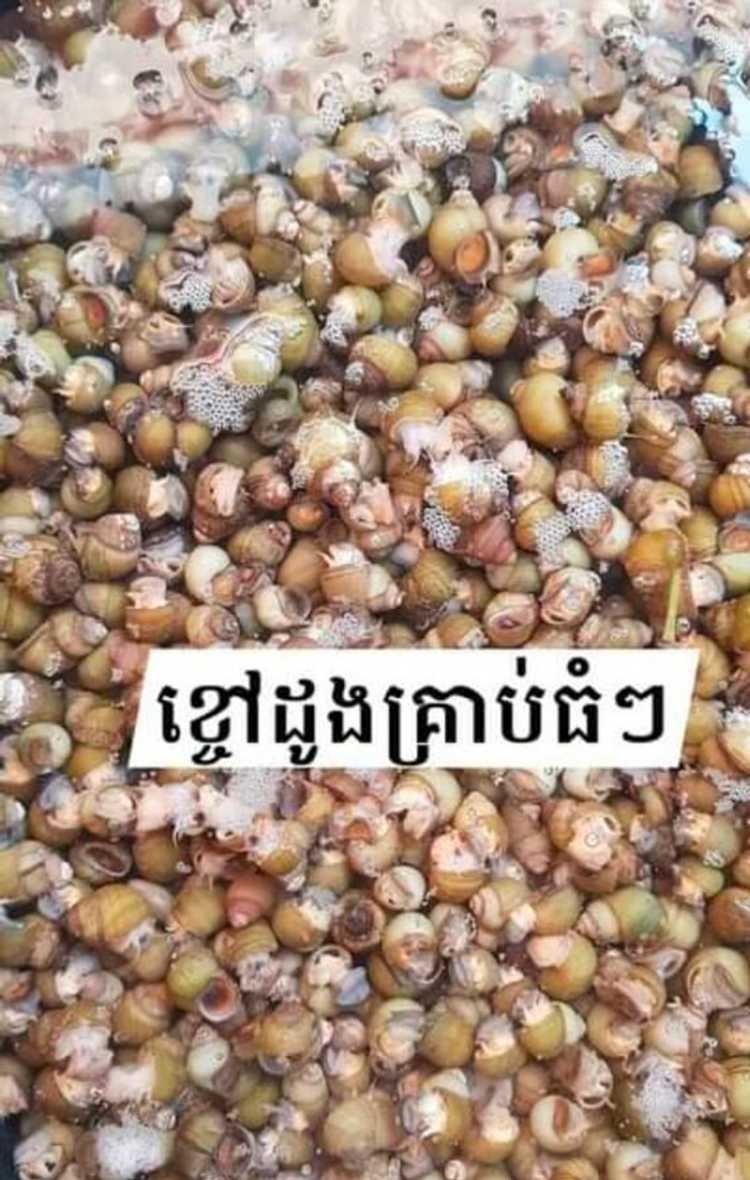 Snails are called "coconut snails" in Cambodia. What is the difference ...