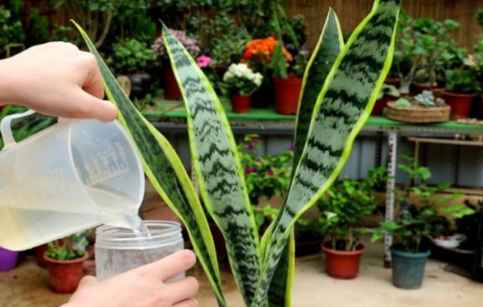 Raise tiger piran in August, feed 1 kind of fertilizer, new leaves will ...