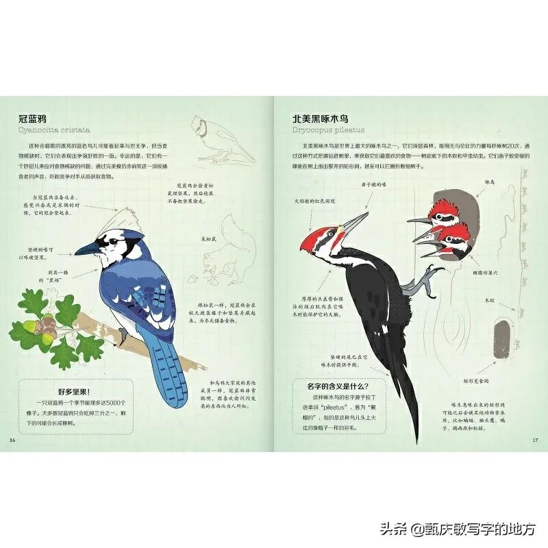 A book teaches you about 75 species of birds on the seven continents of ...