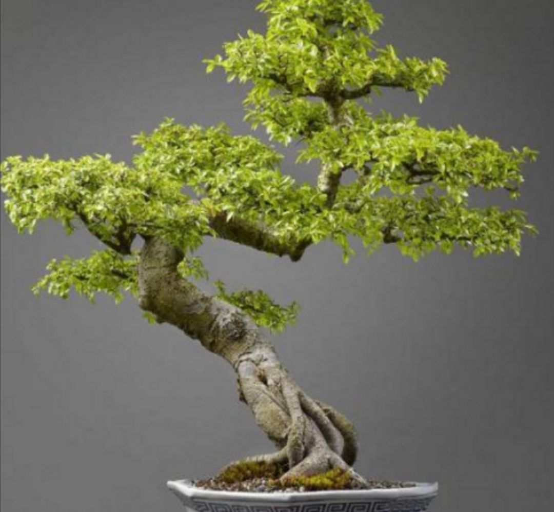 Two kinds of "pimple trees" in the wild, vigorous and simple, with ...