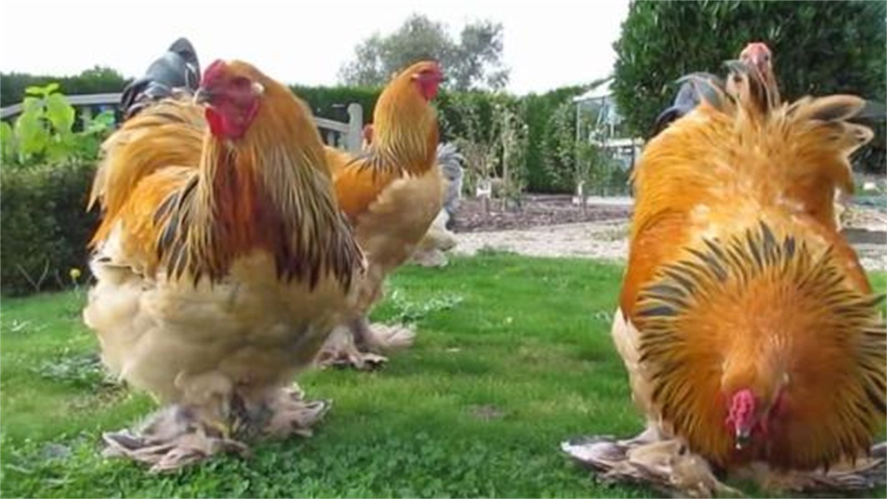 The biggest chicken in the world, can ride and pull carts, have you ...