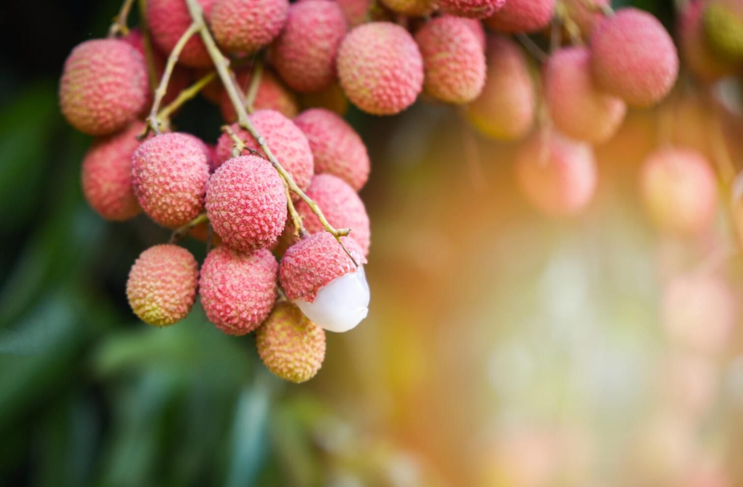 The origin of lychee - iNEWS