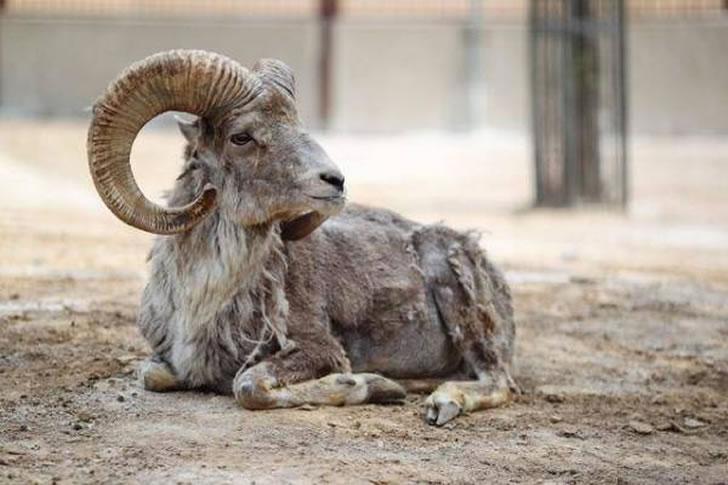 Due to the evolution of food, the argali was pricked in the head by its ...
