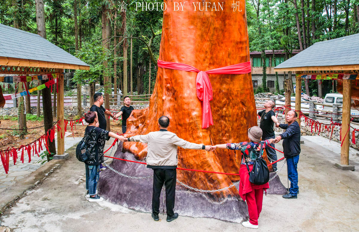 The world's largest golden nanmu tree is 4,300 years old. Unfortunately ...