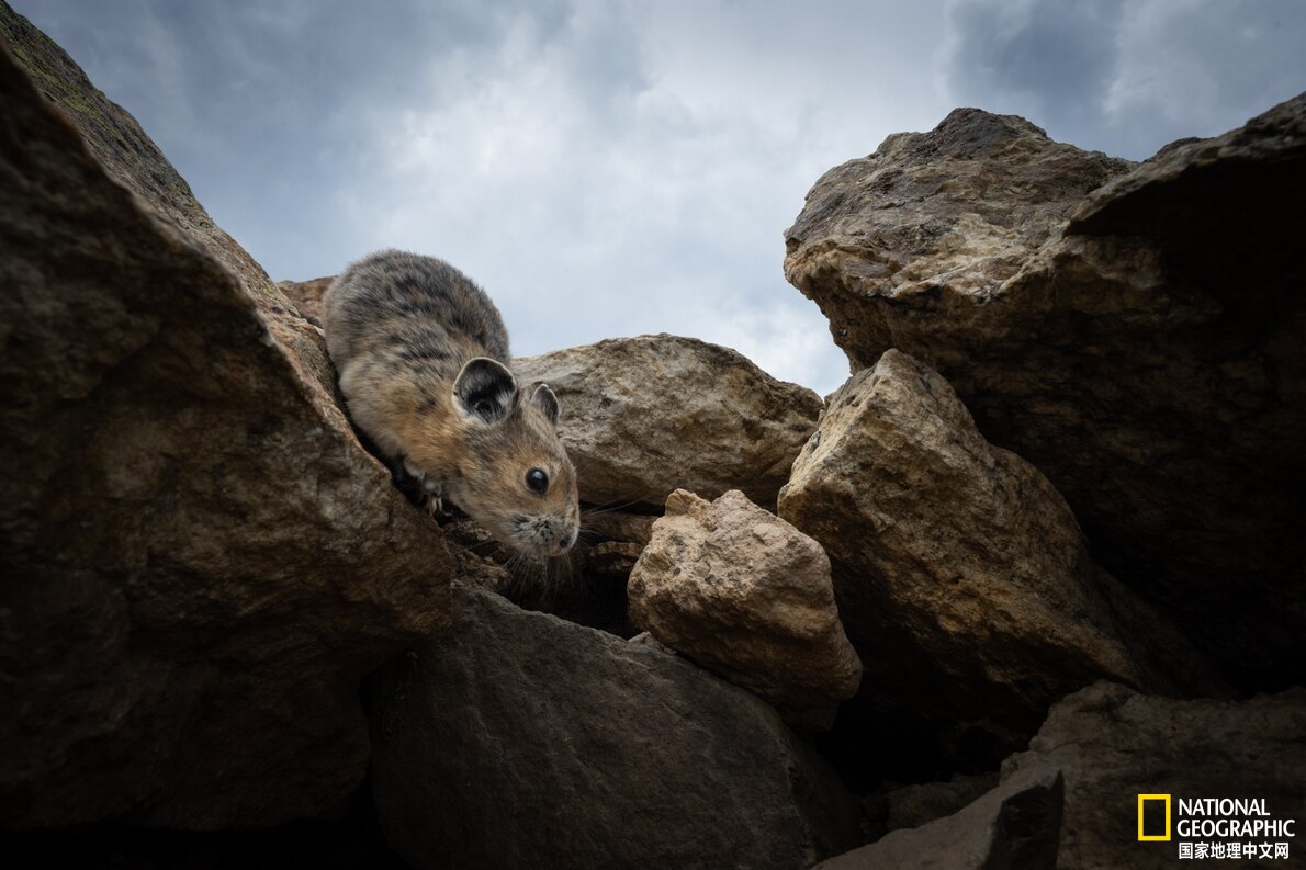 The cute pika sounds the alarm for global warming - iNEWS