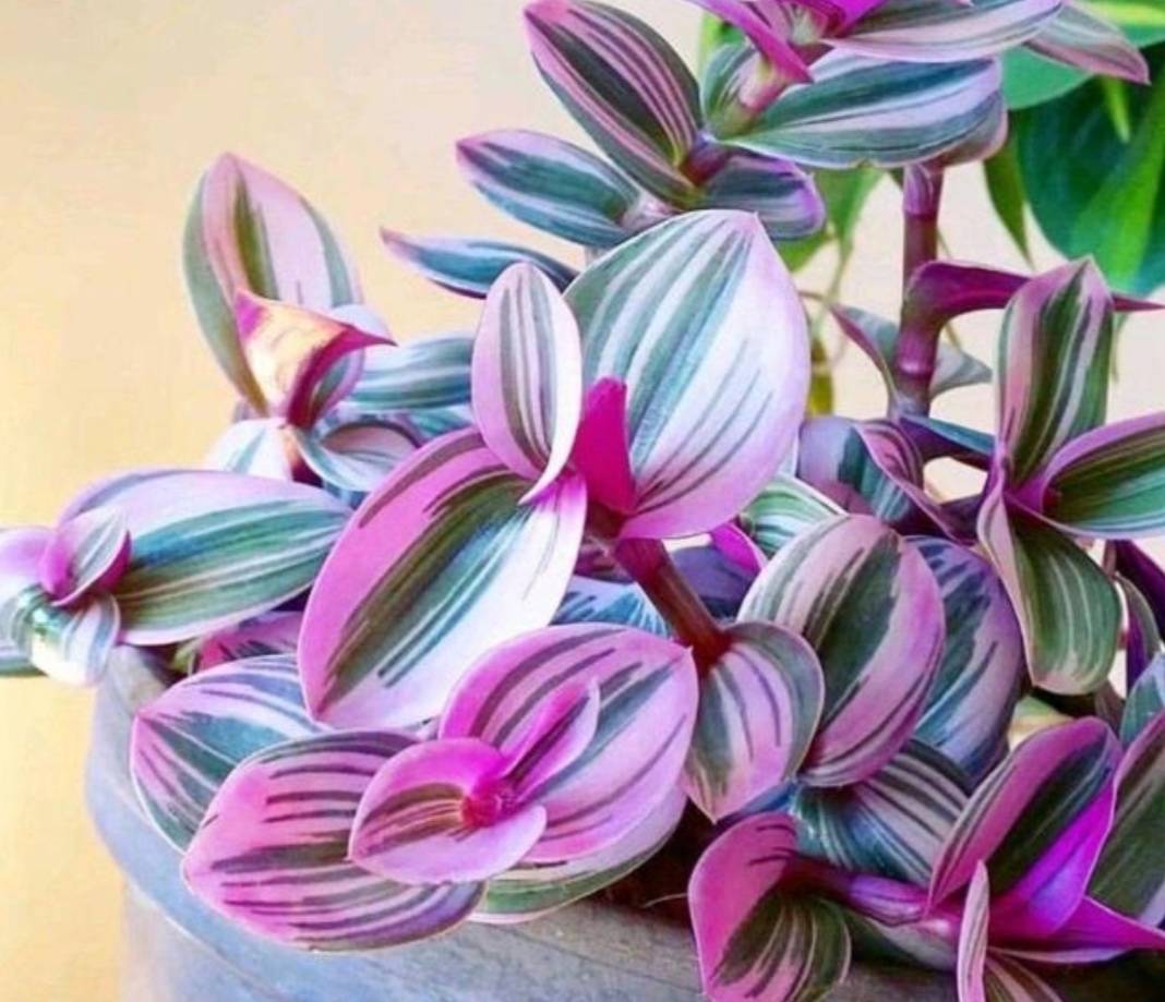 3 kinds of flowers, easy to grow and beautiful, the leaves are more ...