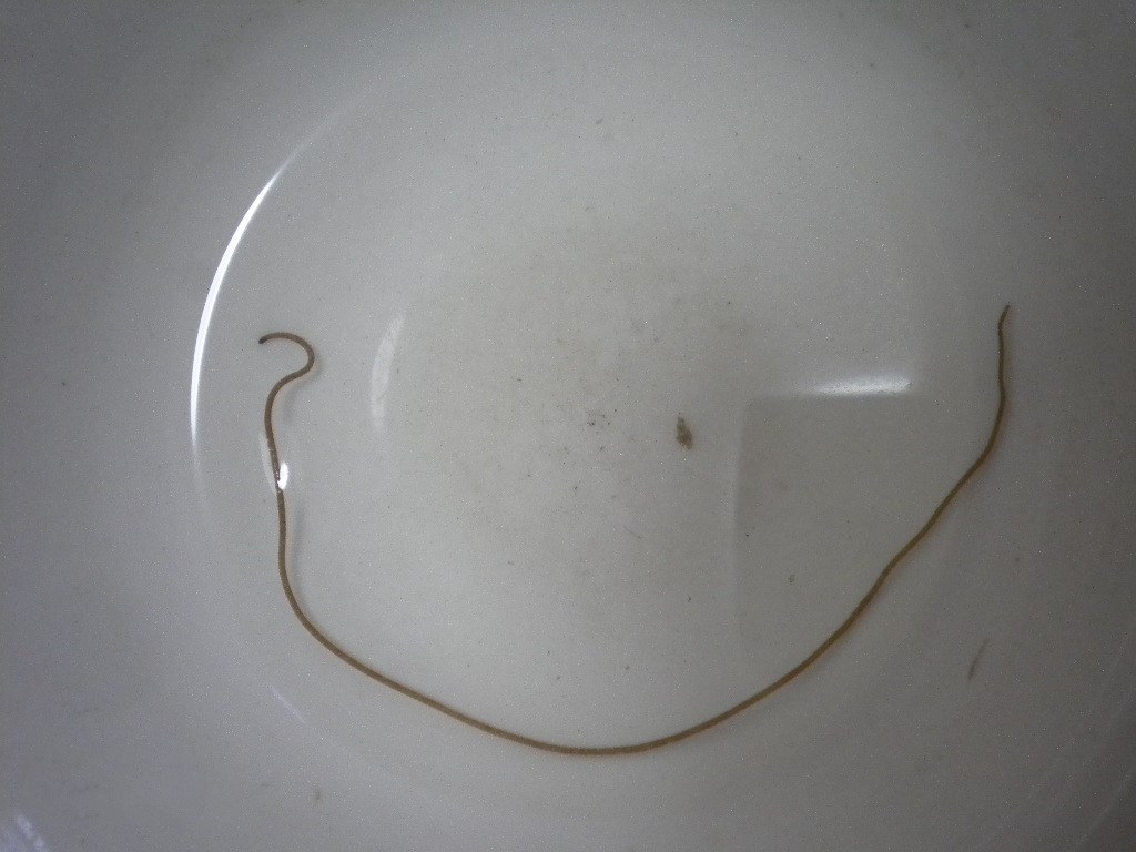 How terrible is iron worm? It is transmitted between hosts through ...