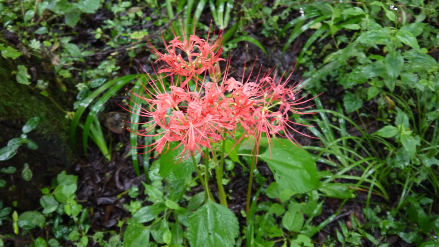 Higan Flower, have you seen it? - iNEWS