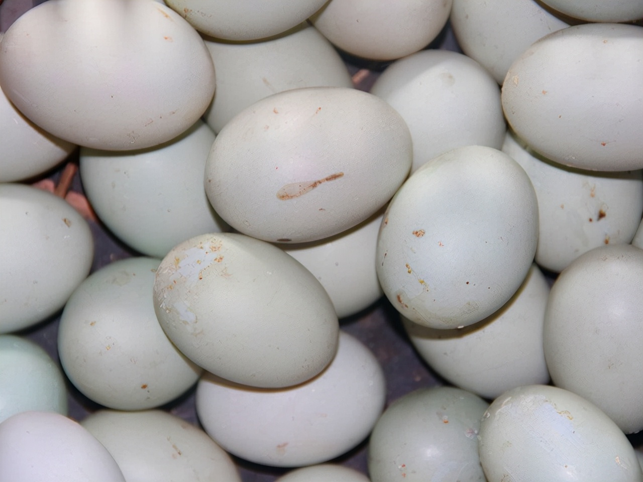 When buying duck eggs, there is a big difference between "white shell ...