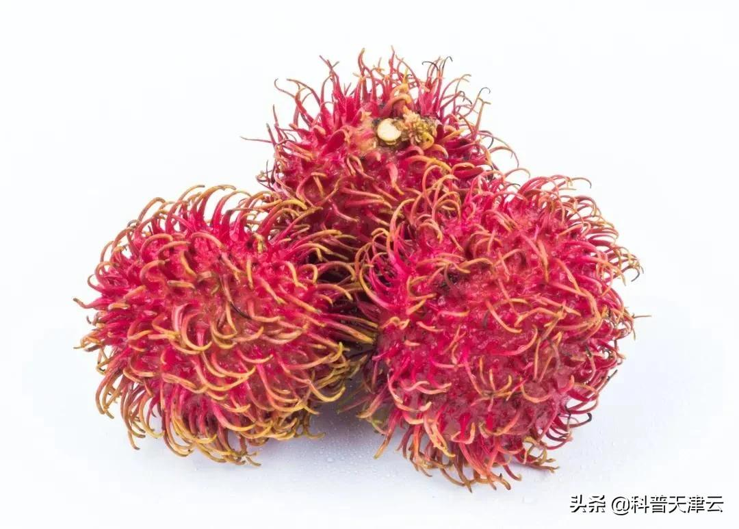 Lychee, hairy lychee, mountain lychee... Which one is the real lychee ...