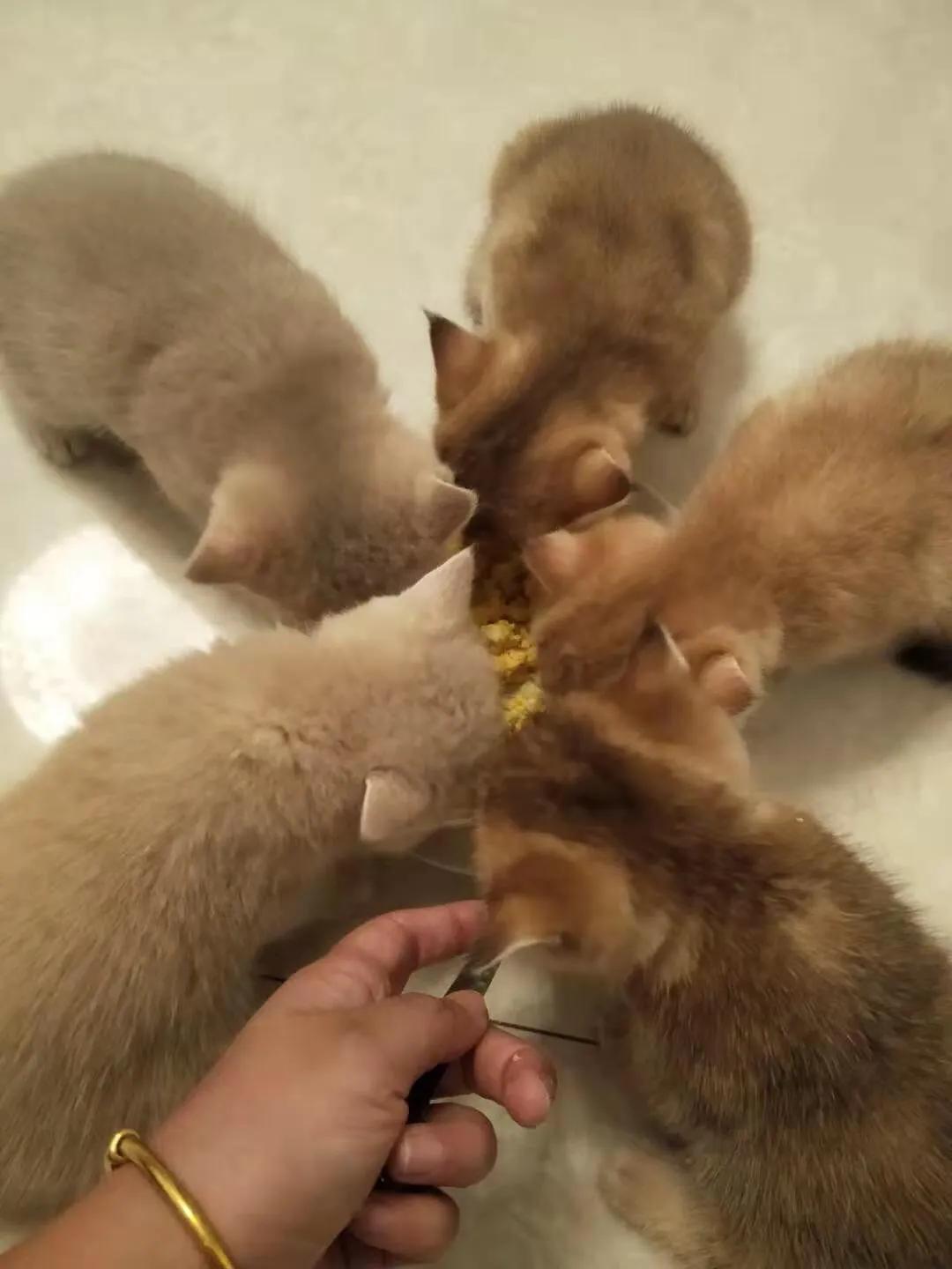 Our 5 skin monkeys - iNEWS