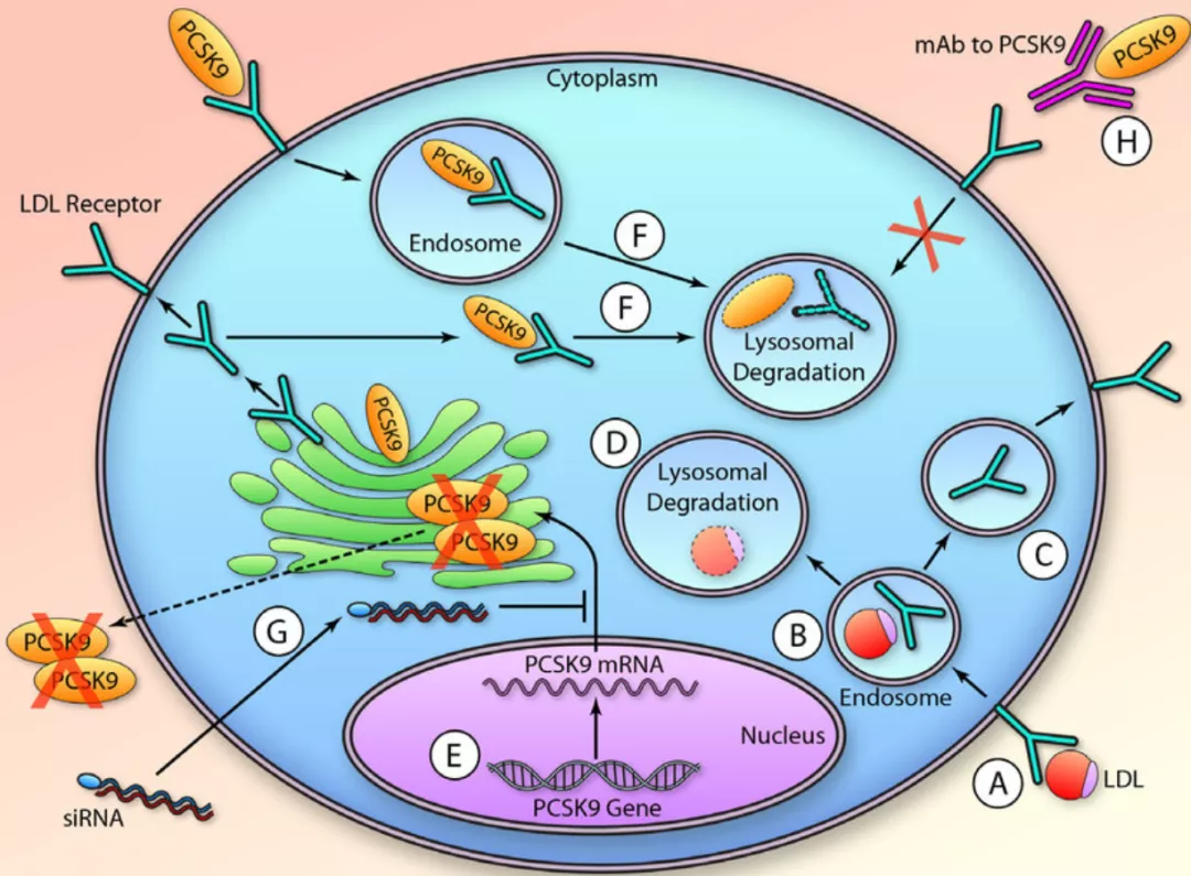 Antibody drug flower fancy competitor - iNEWS