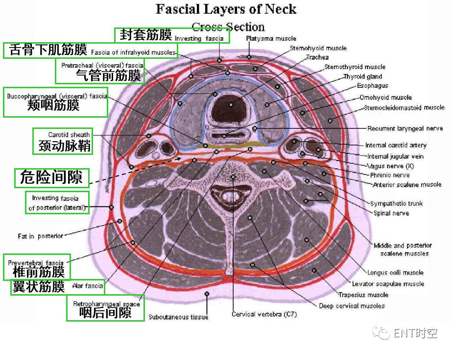 Cross-sectional anatomy of the neck and larynx (including: CT images ...