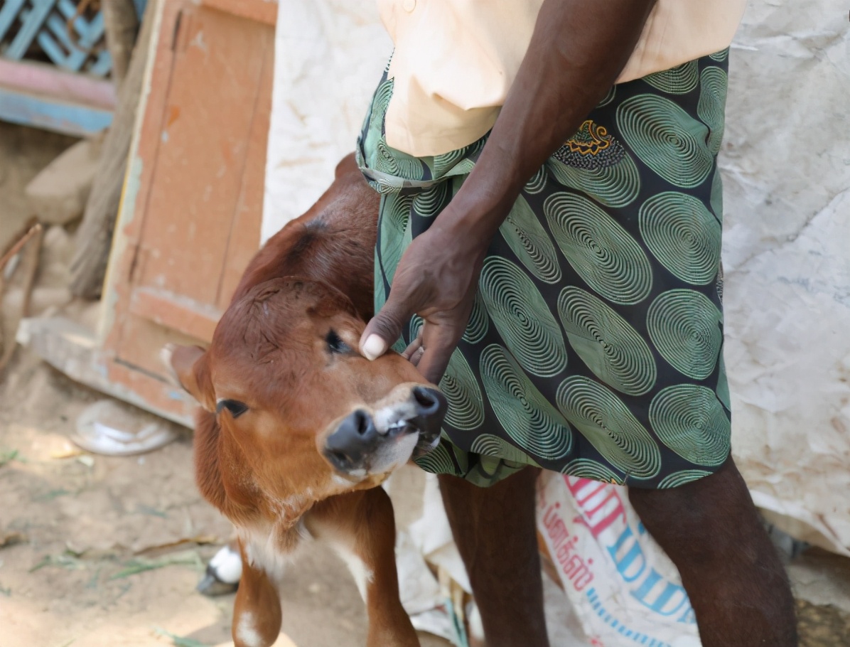There are two-headed cow cubs in North Macedonia with 4 eyes and 2 ...