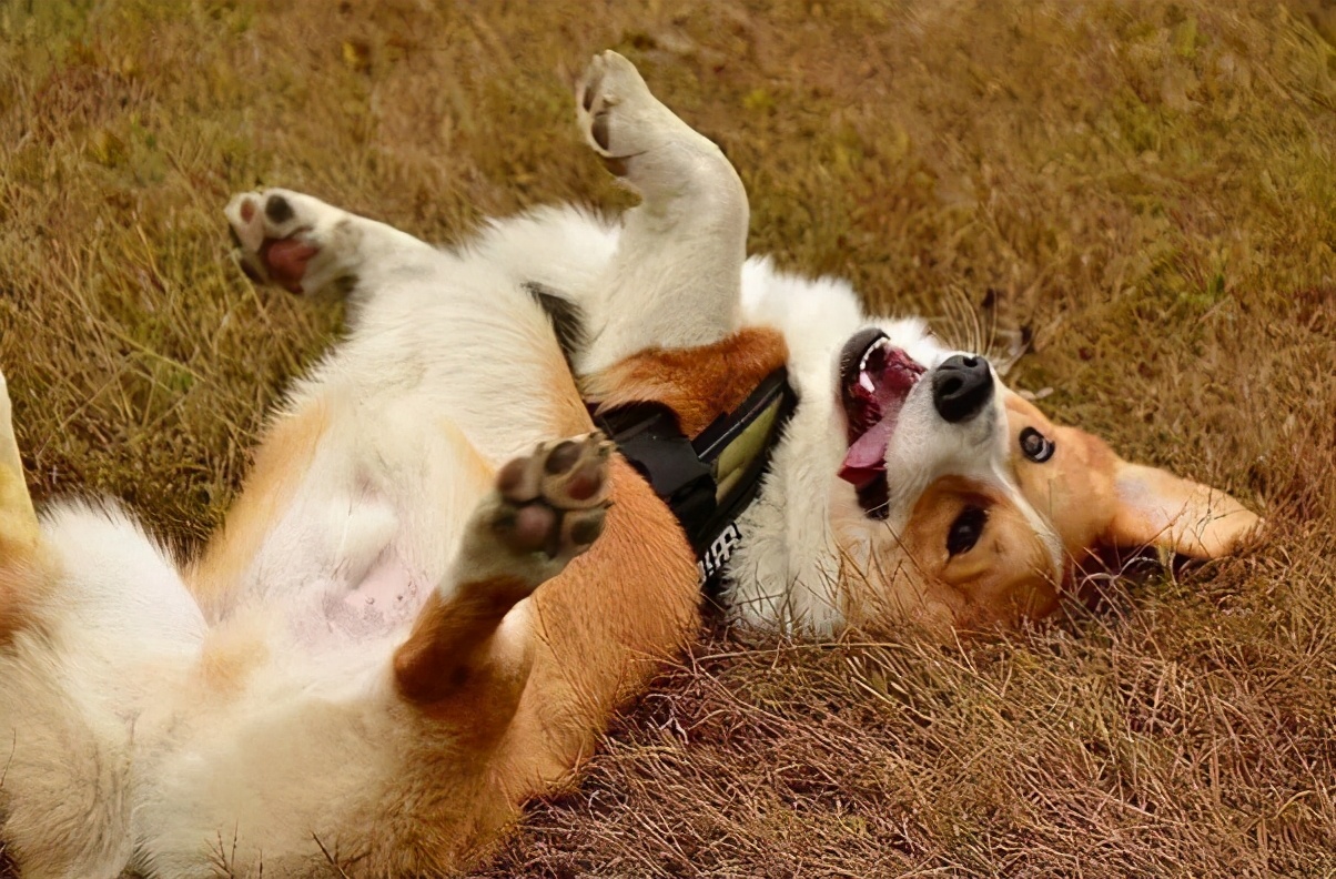 Dogs often exhibit these behaviors, which may be uncomfortable - iMedia