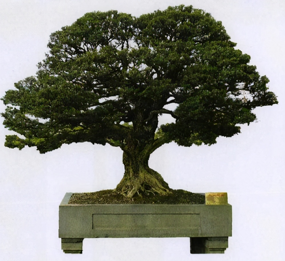 The second type of protected plant Luo Hanong, the price is high, and a ...