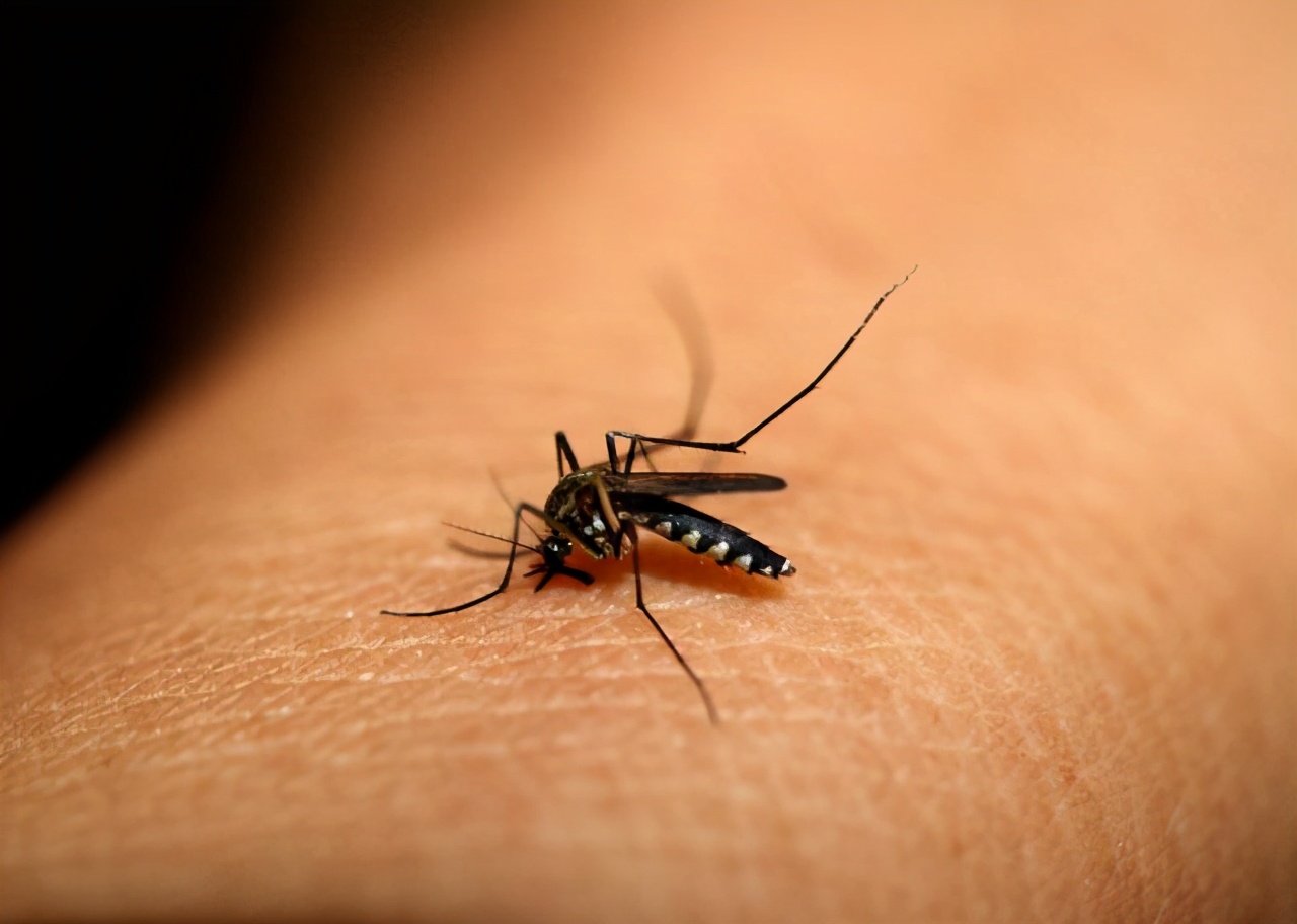 The flying height of mosquitoes can only reach the 6th floor, so why ...