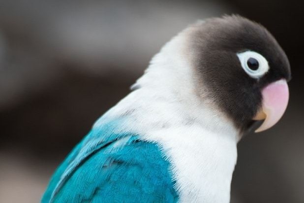 All the species of peony parrots, the photos are compared, you are no ...