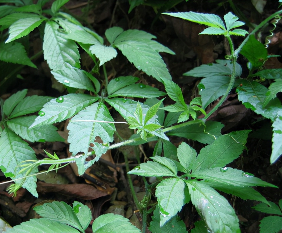 Gynostemma: It was once regarded as a harmful weed, and its value is ...