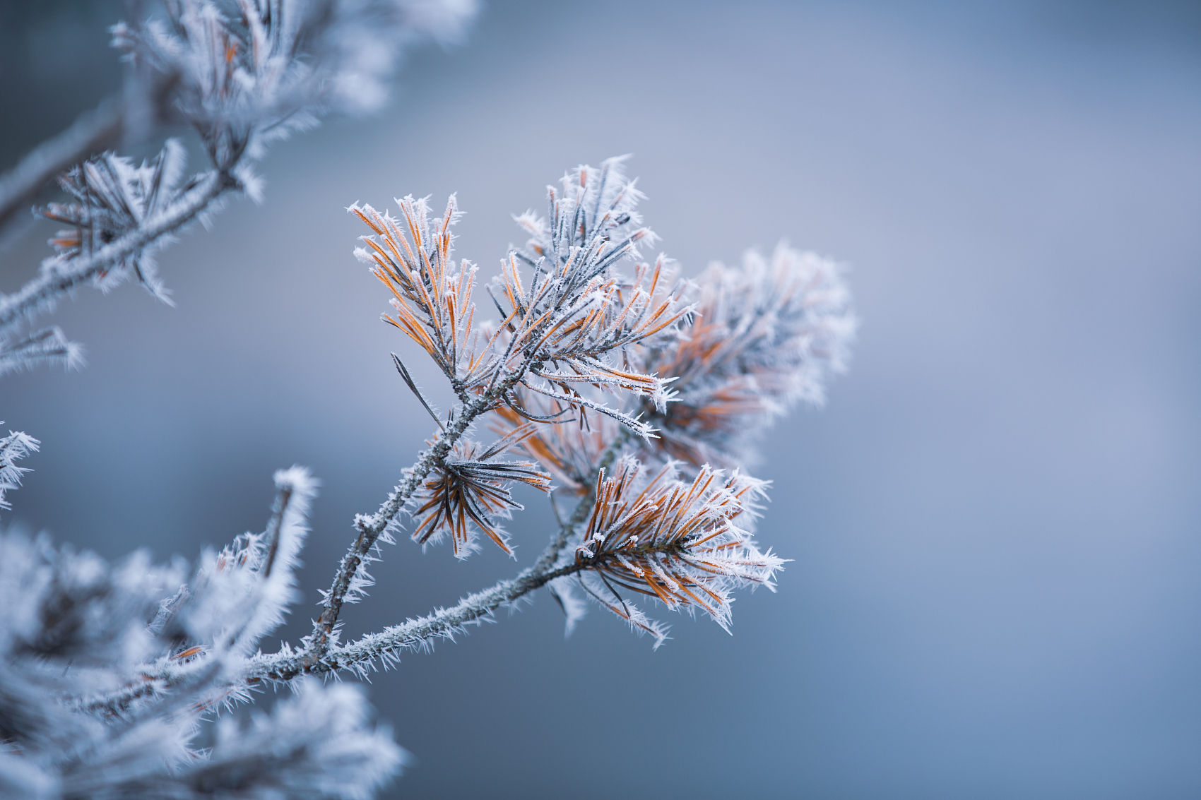 Xiaoxue Qingsha does not make mud, and sparse curtain red sun lane ...