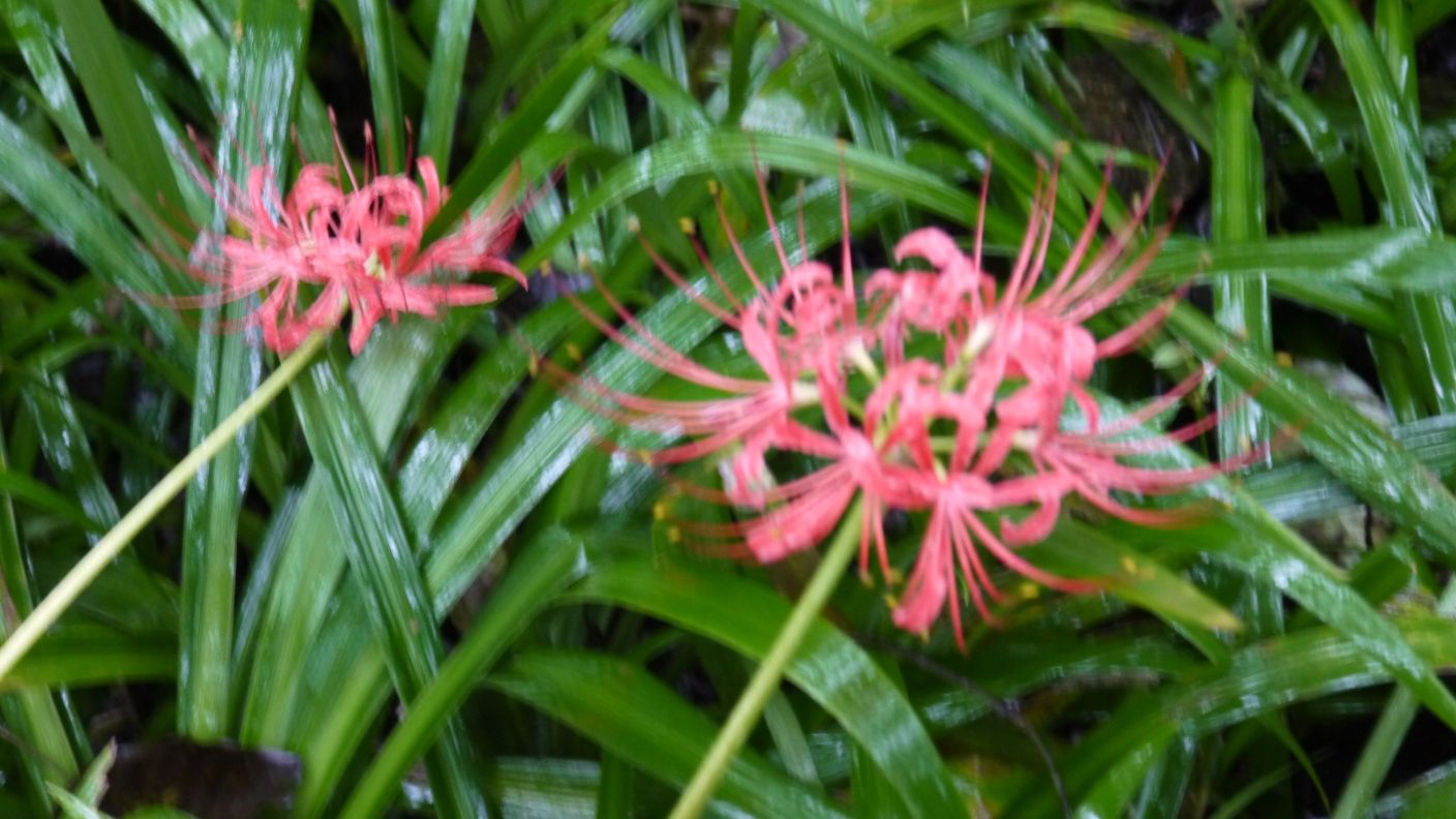 Higan Flower, have you seen it? - iNEWS