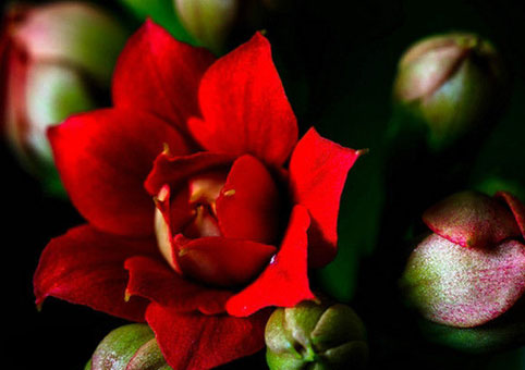 If you like red longevity flowers, you can raise these 3 species. The ...