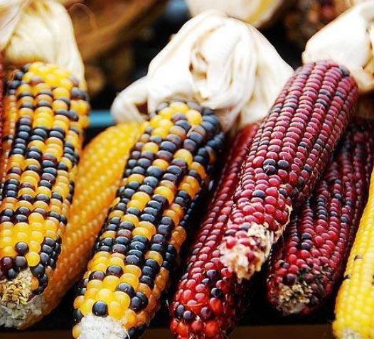 Zhi Qiao: Sweet corn VS waxy corn, the calorie difference is nearly ...