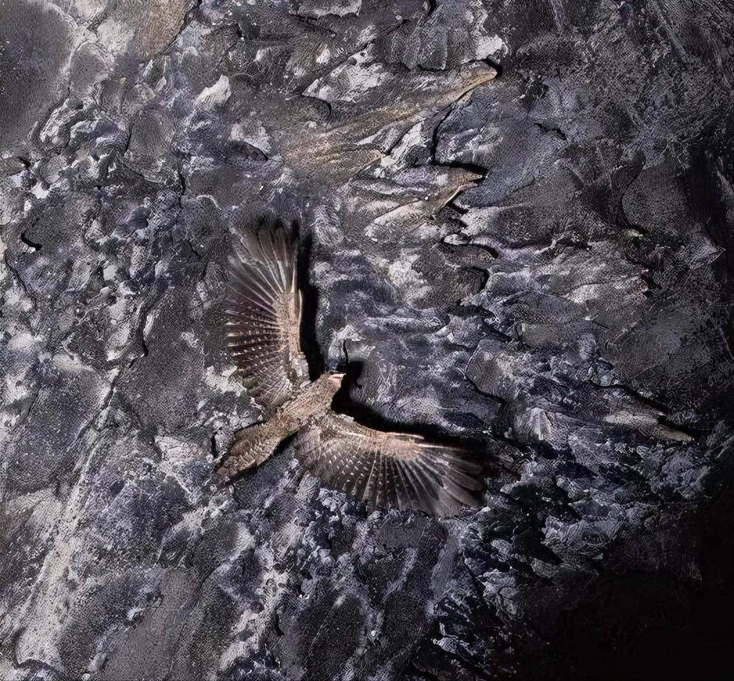 The most "oily" bird in the world lives like a bat, but is used to ...