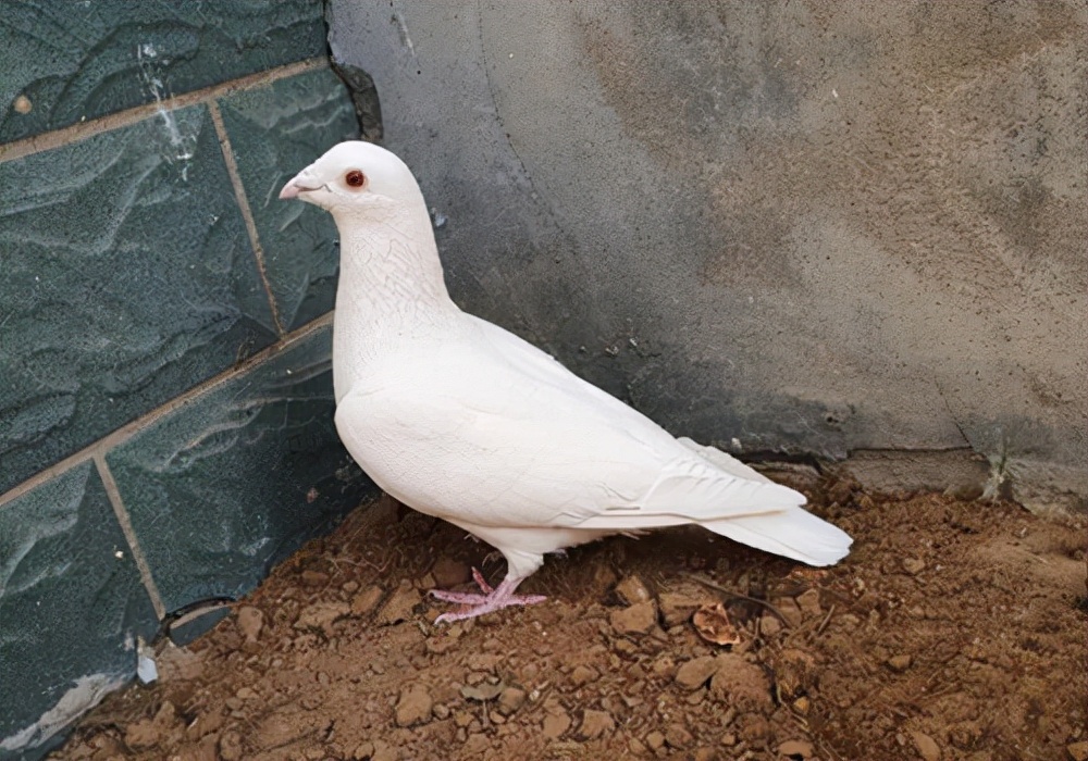 There is a pet at home: how to treat a pigeon with a single eye cold ...
