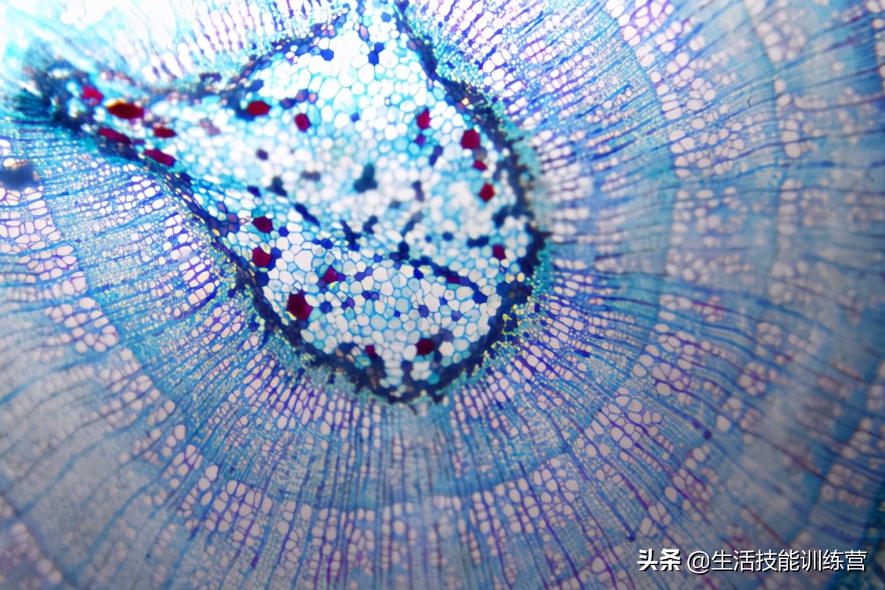 Wonderful microscopic world, 30 pictures show how everyday objects look ...