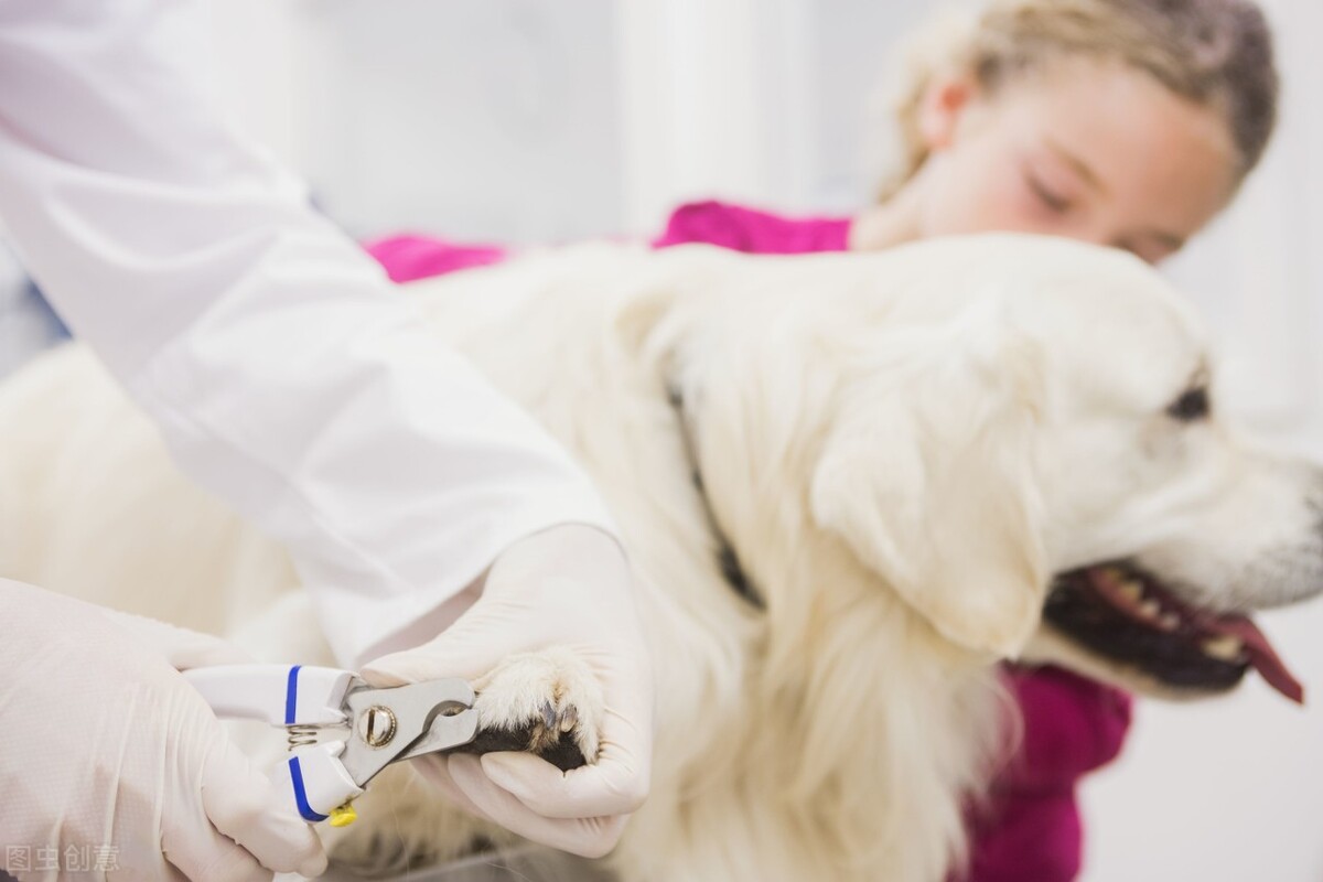 Please check the super detailed pet train consignment guide - iNEWS